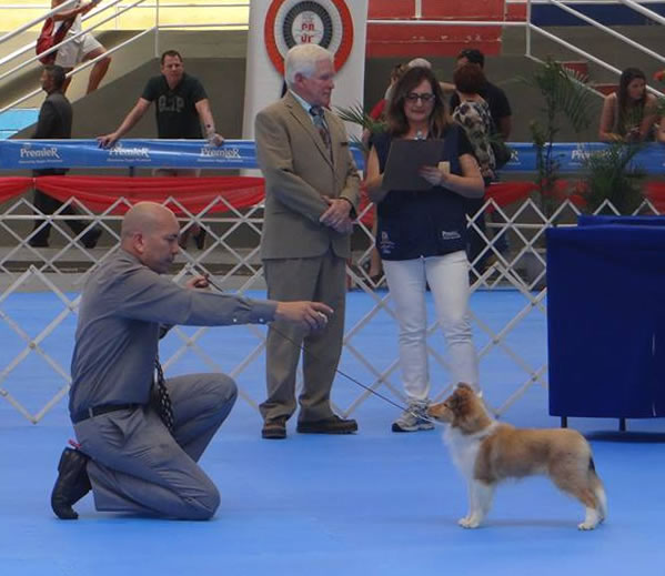 Canil Olives Mount Kennel - Cotia (São Paulo) Brasil - Shetland ...